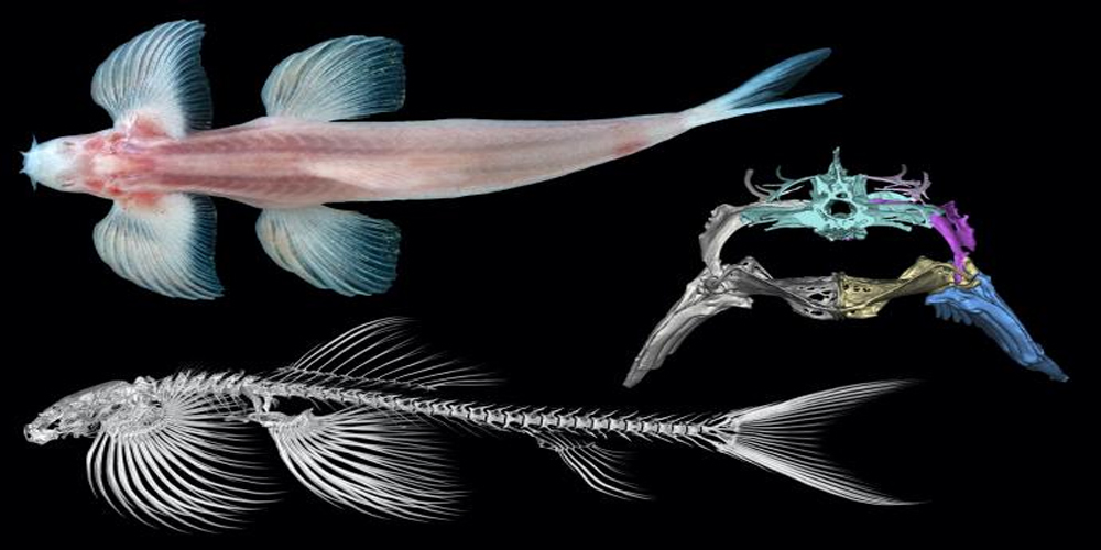 Cryptotora thamicola: el curioso pez balitoridae que tiene la habilidad ...